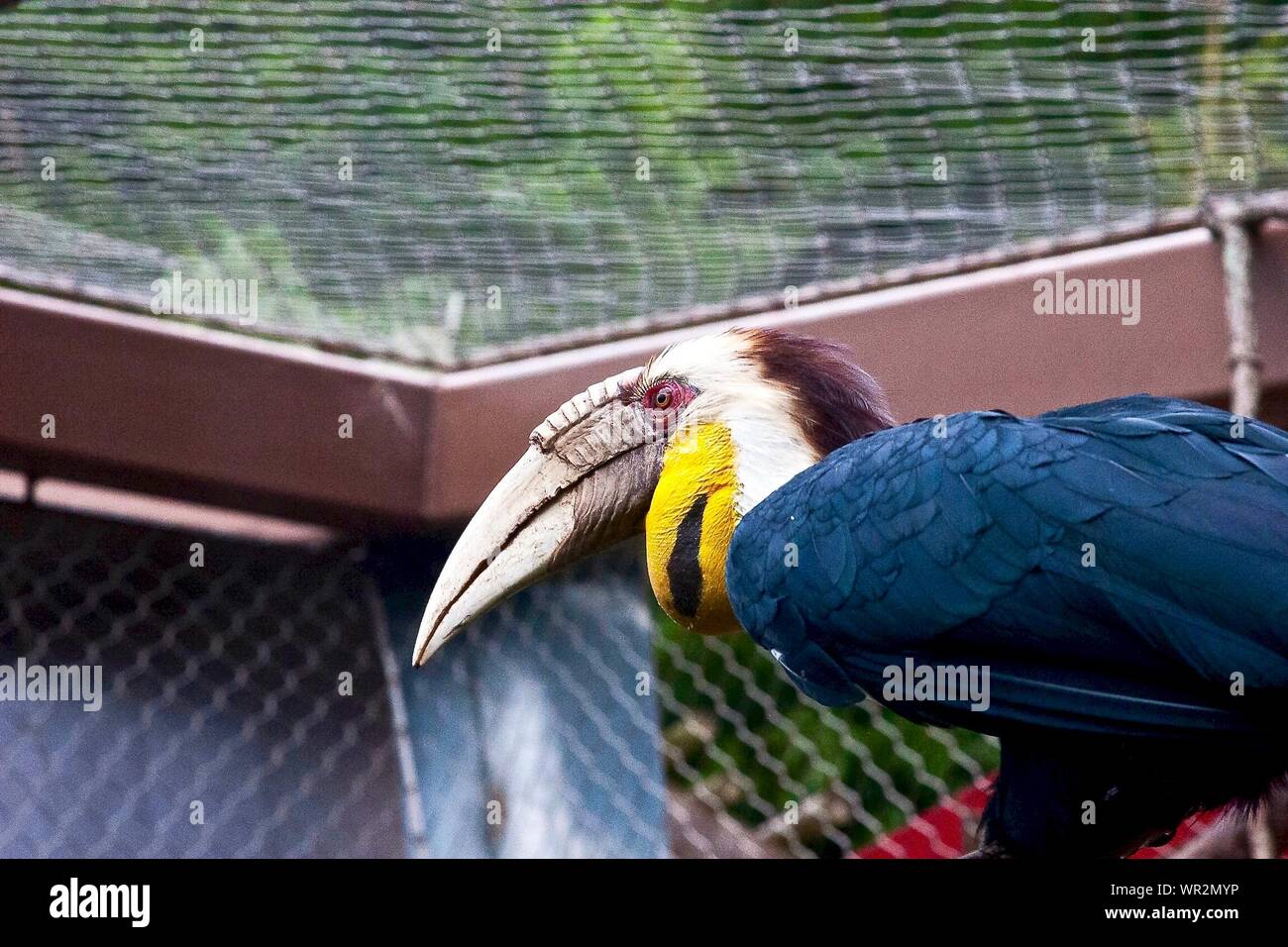 Zoo Hornbill High Resolution Stock Photography and Images - Alamy