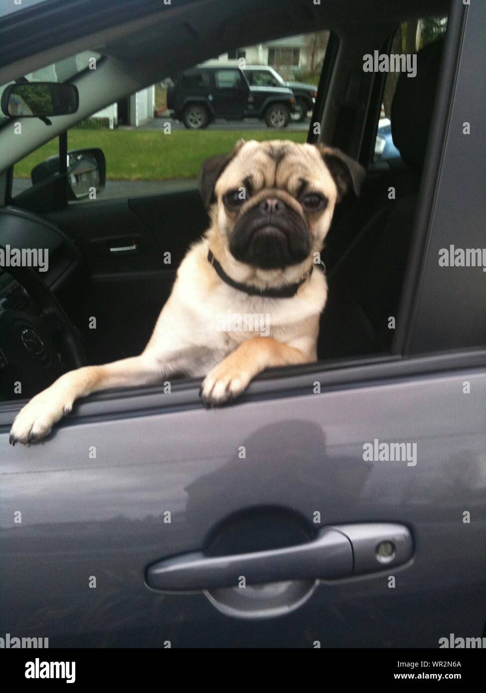 Portrait Of Pug In Car Stock Photo - Alamy