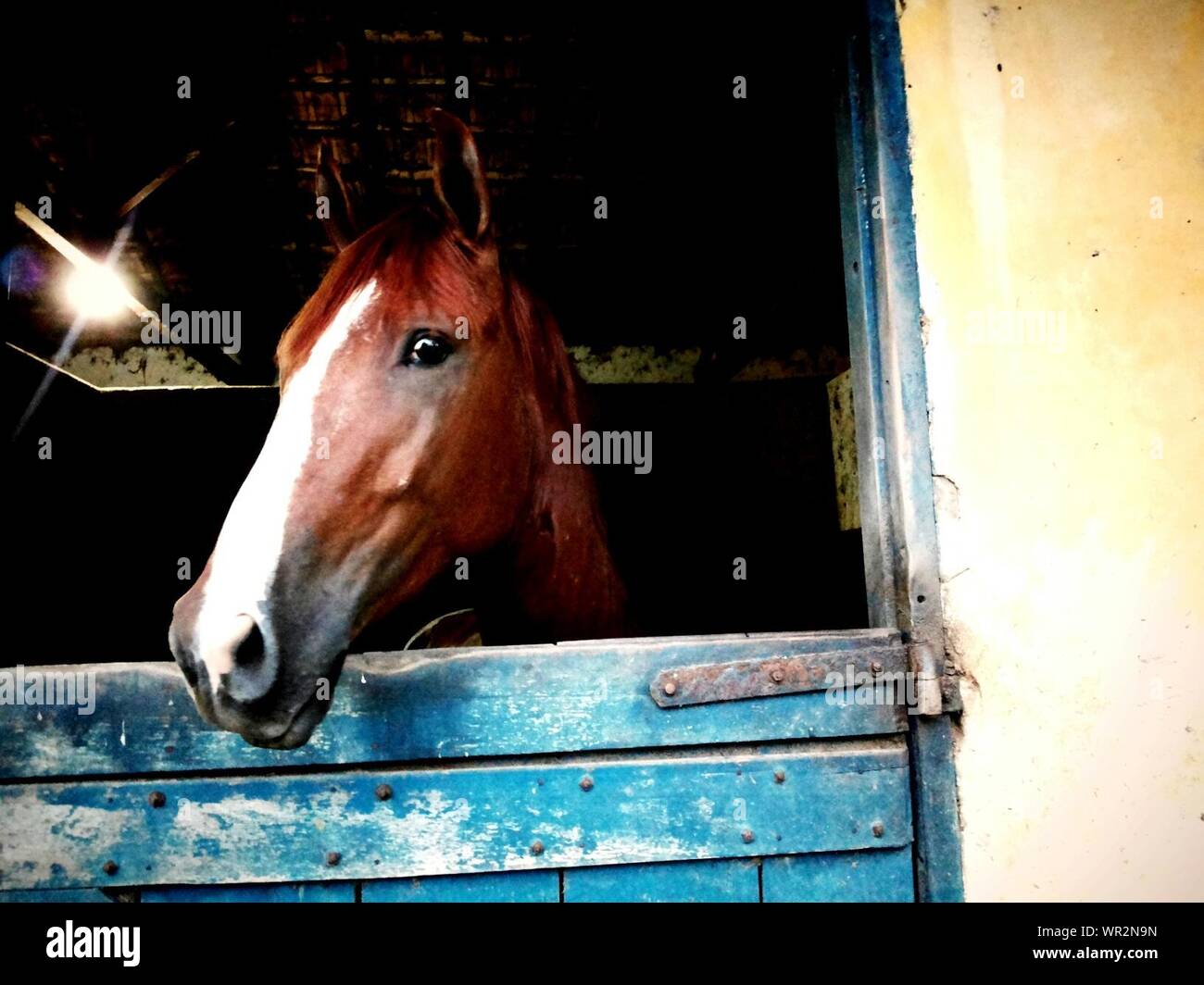 Brown Horse In Stable High Resolution Stock Photography and Images - Alamy