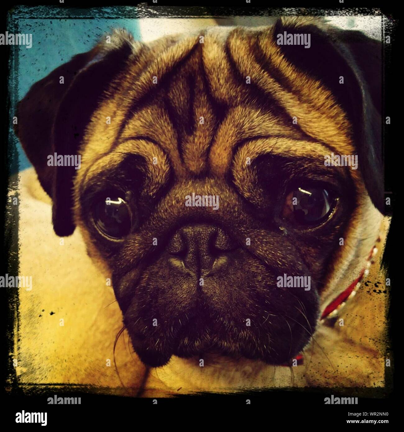 Dog wrinkled hi-res stock photography and images - Alamy