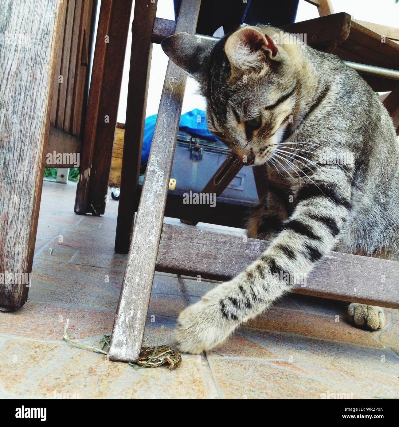 Tabby cat under table hi-res stock photography and images - Alamy