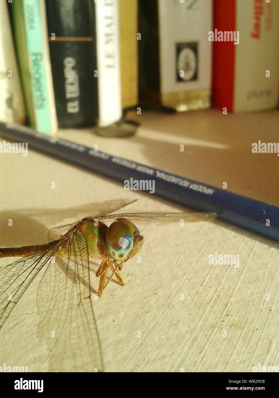 Dead dragonfly hi-res stock photography and images - Alamy