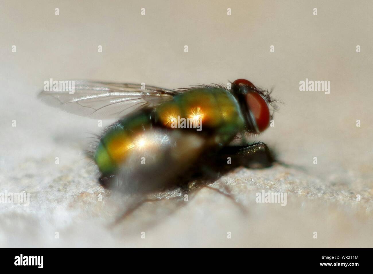 Fly firefly hi-res stock photography and images - Alamy