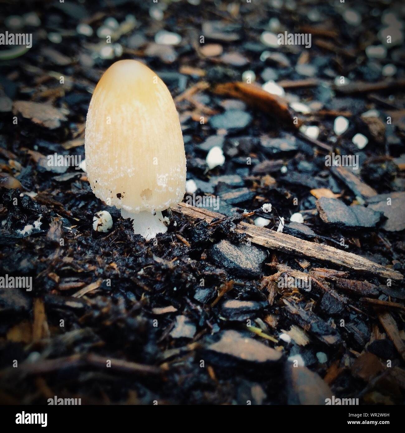 Small mushroom mushroom hi-res stock photography and images - Alamy
