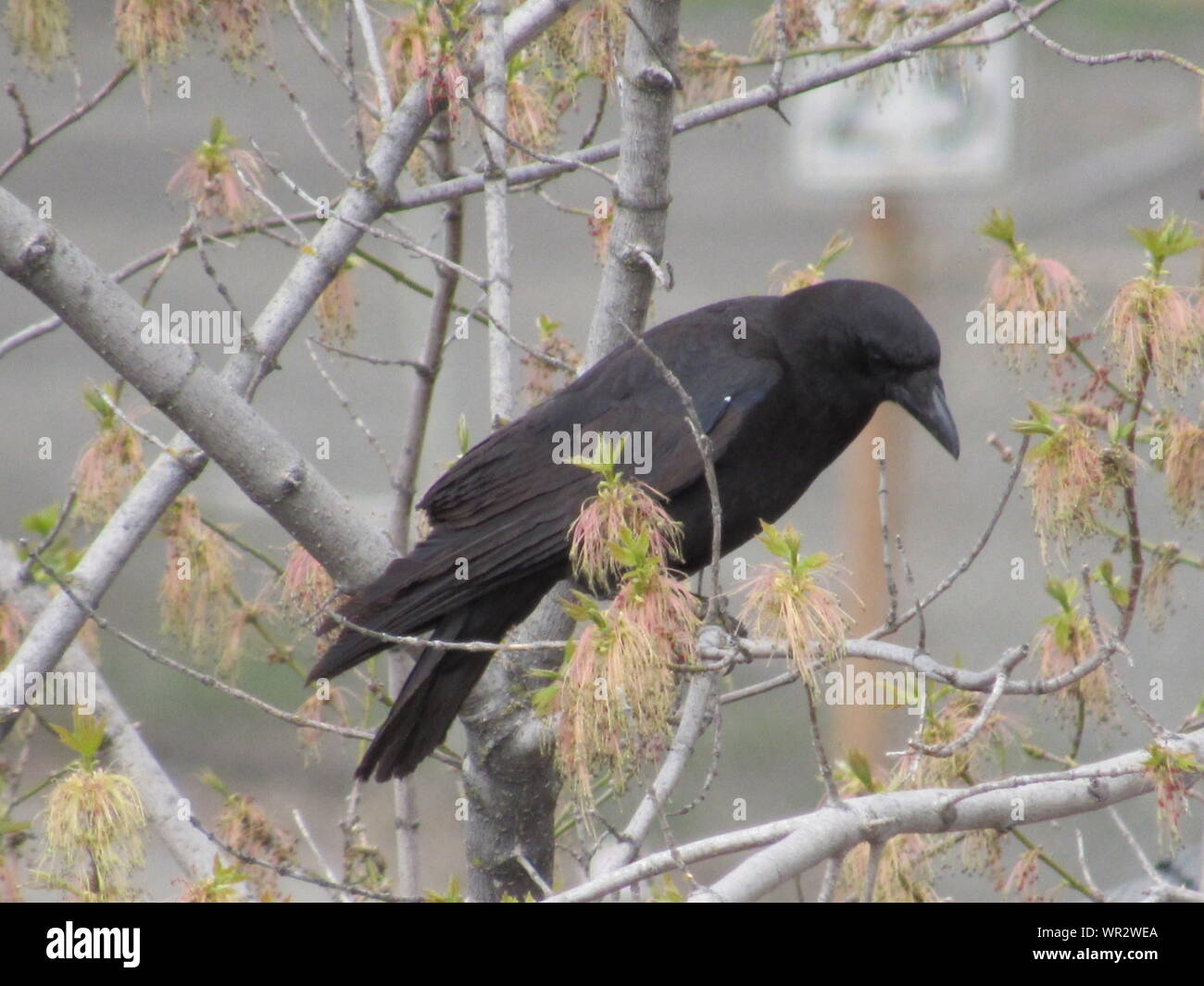 Raven tree hi-res stock photography and images - Alamy