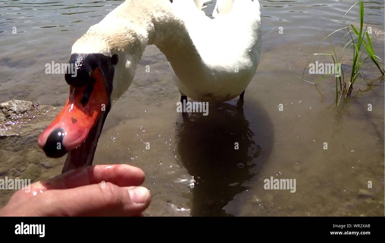 Biting neck hi-res stock photography and images - Alamy