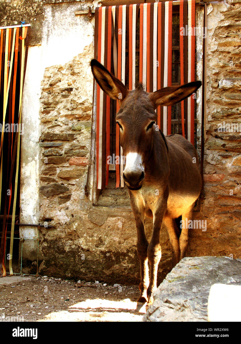 House donkey hi-res stock photography and images - Alamy