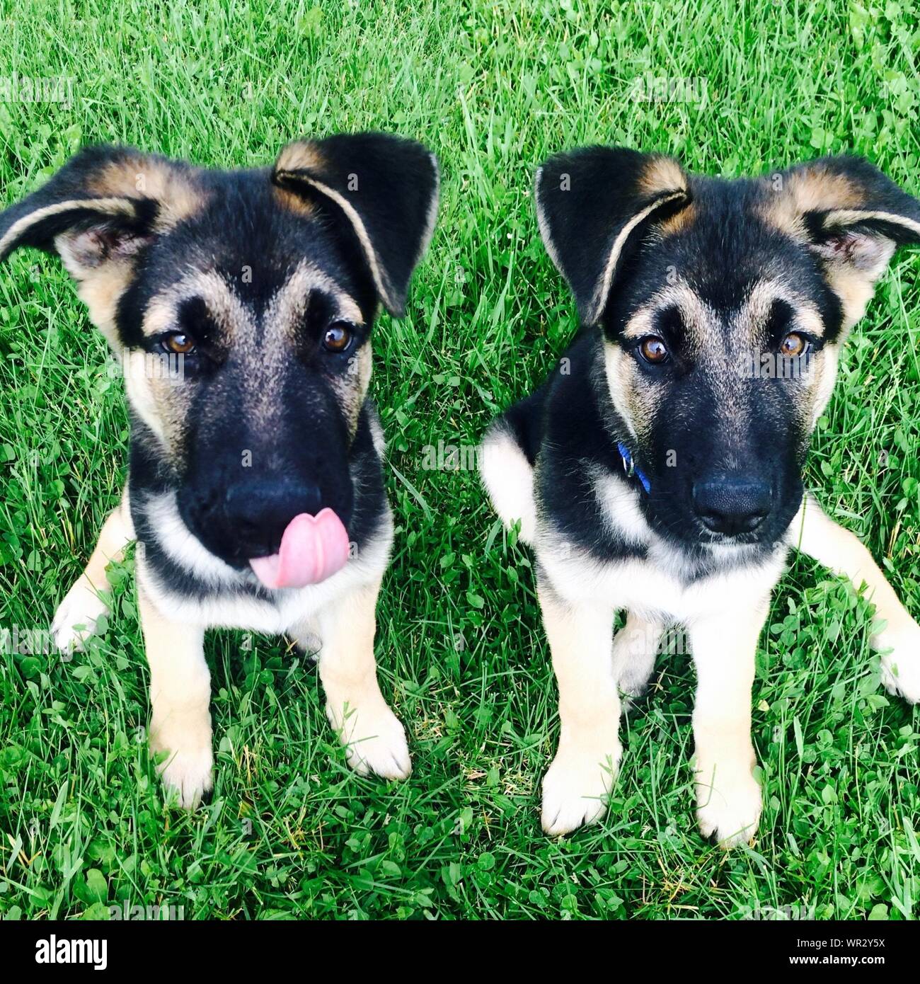 German shepherd puppies hi-res stock photography and images - Alamy