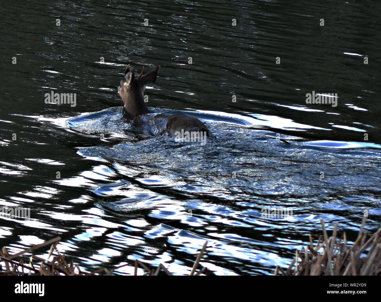 Deer swimming hi-res stock photography and images - Alamy