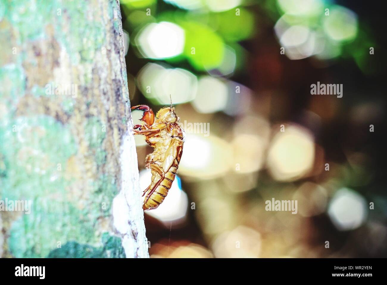 Molting Skin High Resolution Stock Photography and Images - Alamy