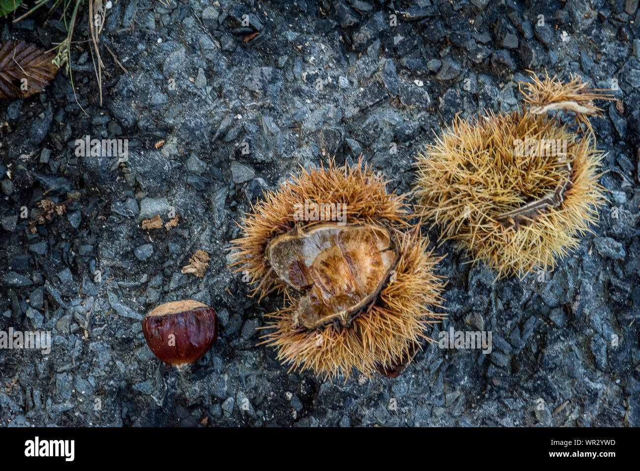 Chestnut on roadside, Perigord, Dordogne, France Stock Photo - Alamy
