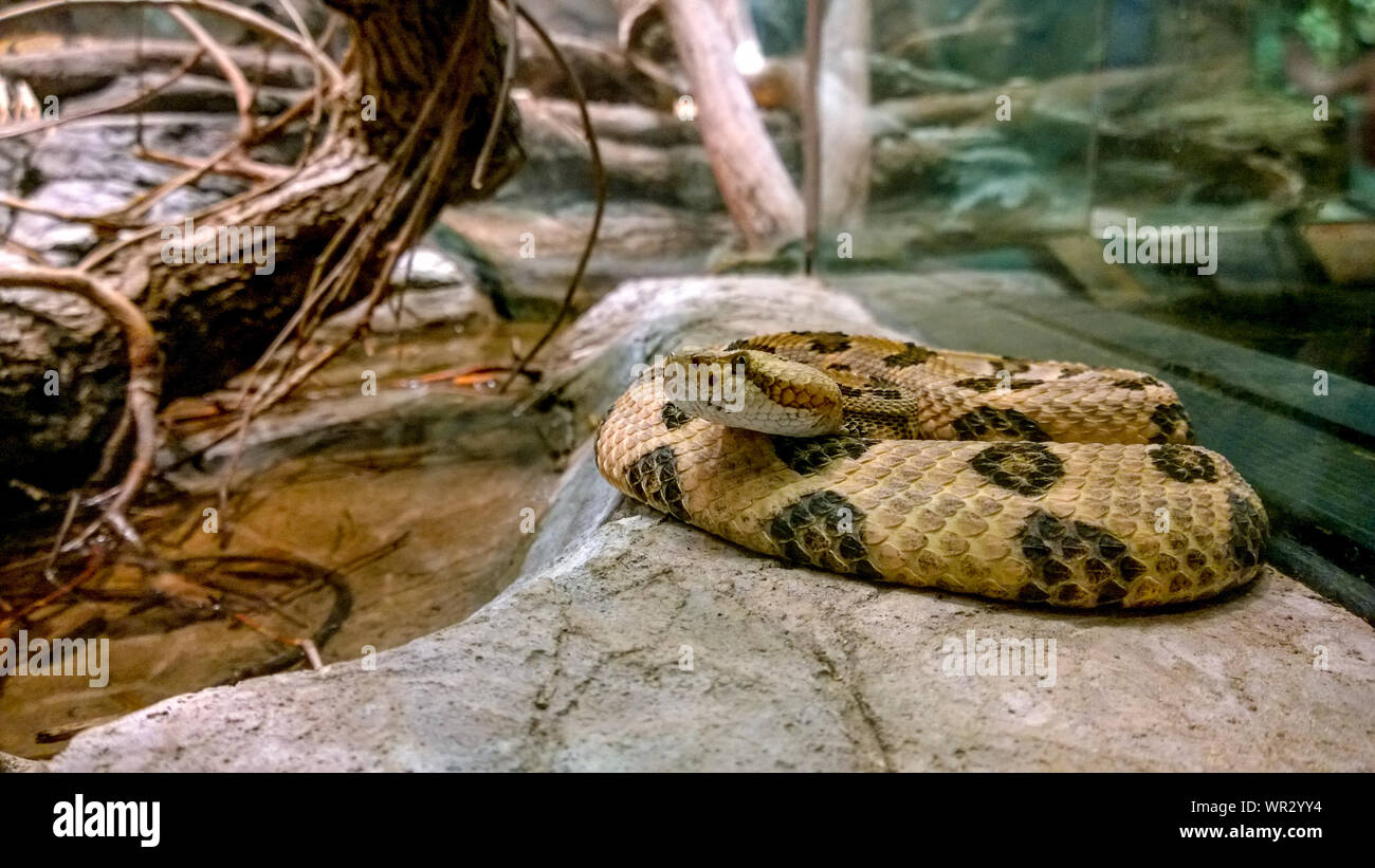 Oklahoma city zoo hi-res stock photography and images - Alamy