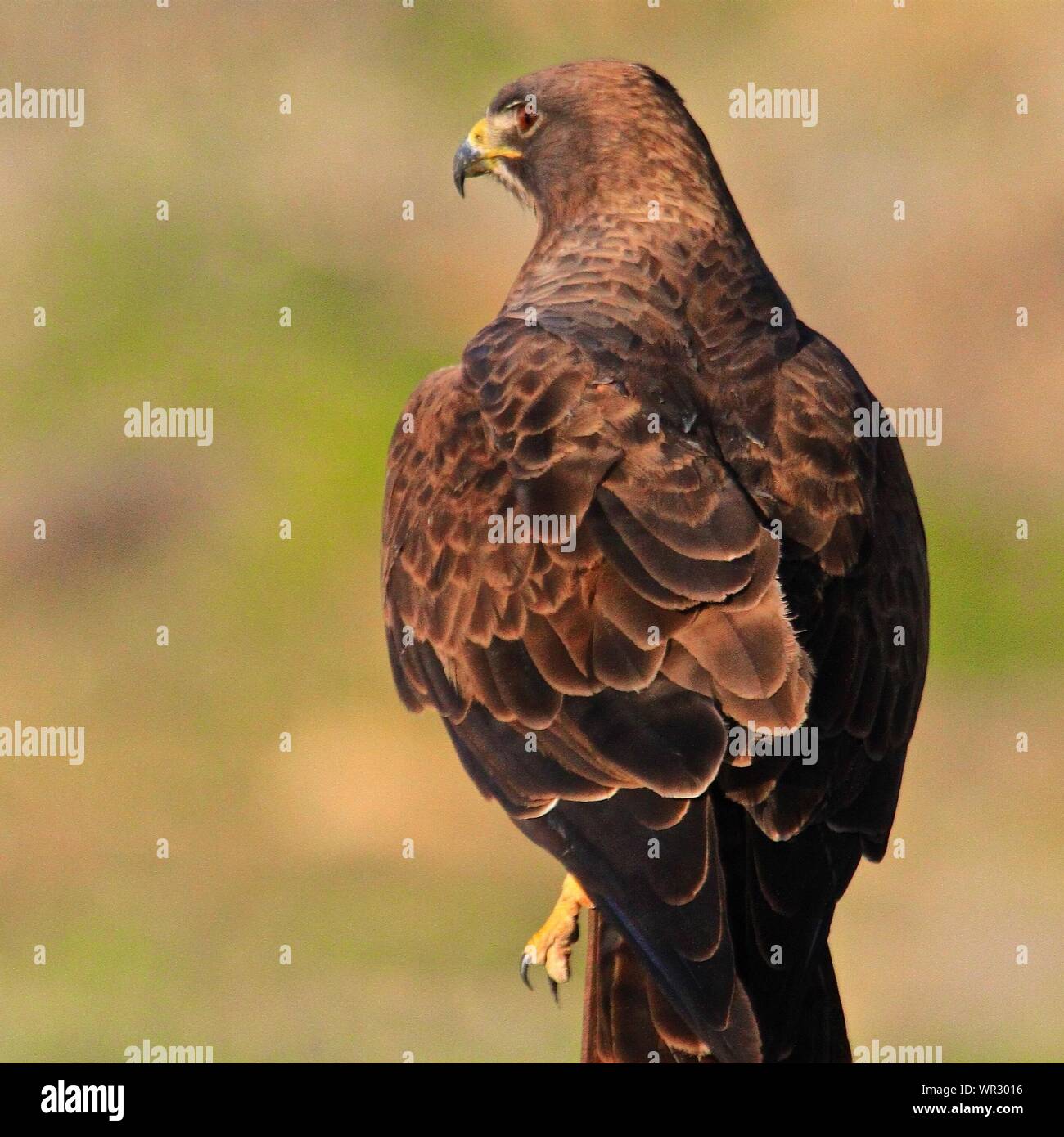 Red tail hi-res stock photography and images - Alamy