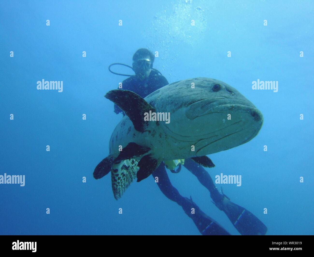 Driver Underwater High Resolution Stock Photography and Images - Alamy