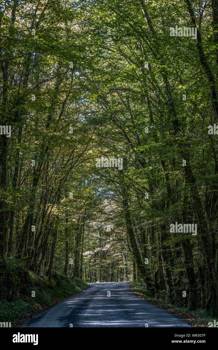 Canopy of trees over French road, Dordogne valley, France Stock Photo ...