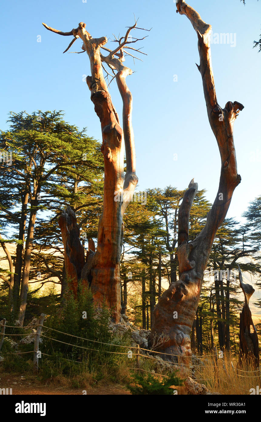 Dead tree forest hi-res stock photography and images - Alamy