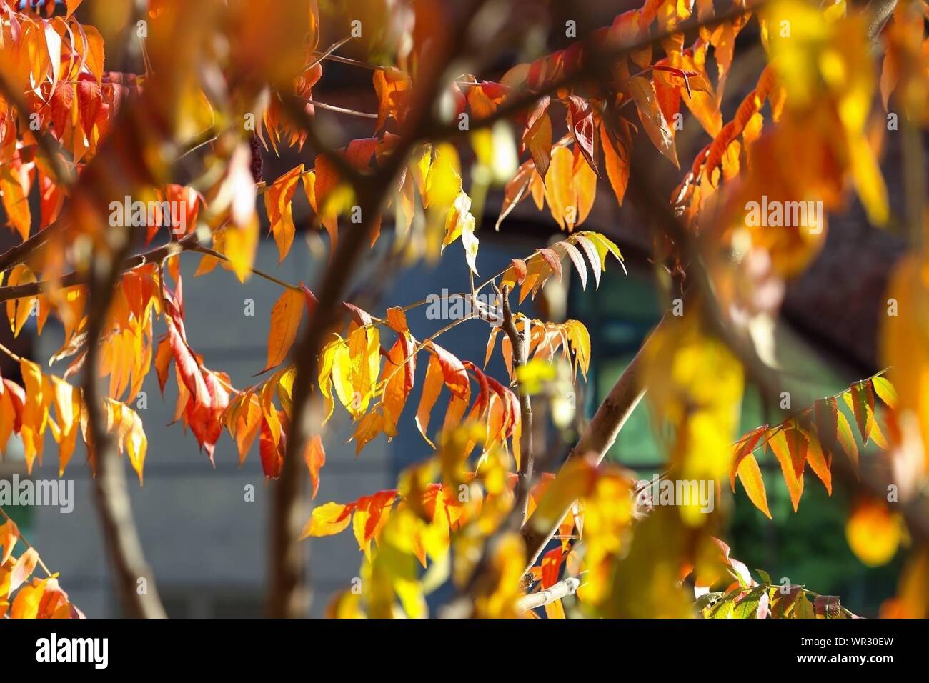 Changing leaf color hi-res stock photography and images - Alamy