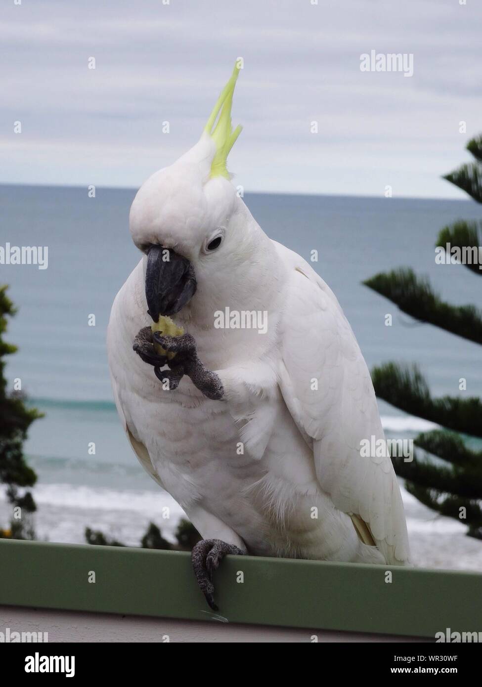 Cockatoo food hi-res stock photography and images - Alamy