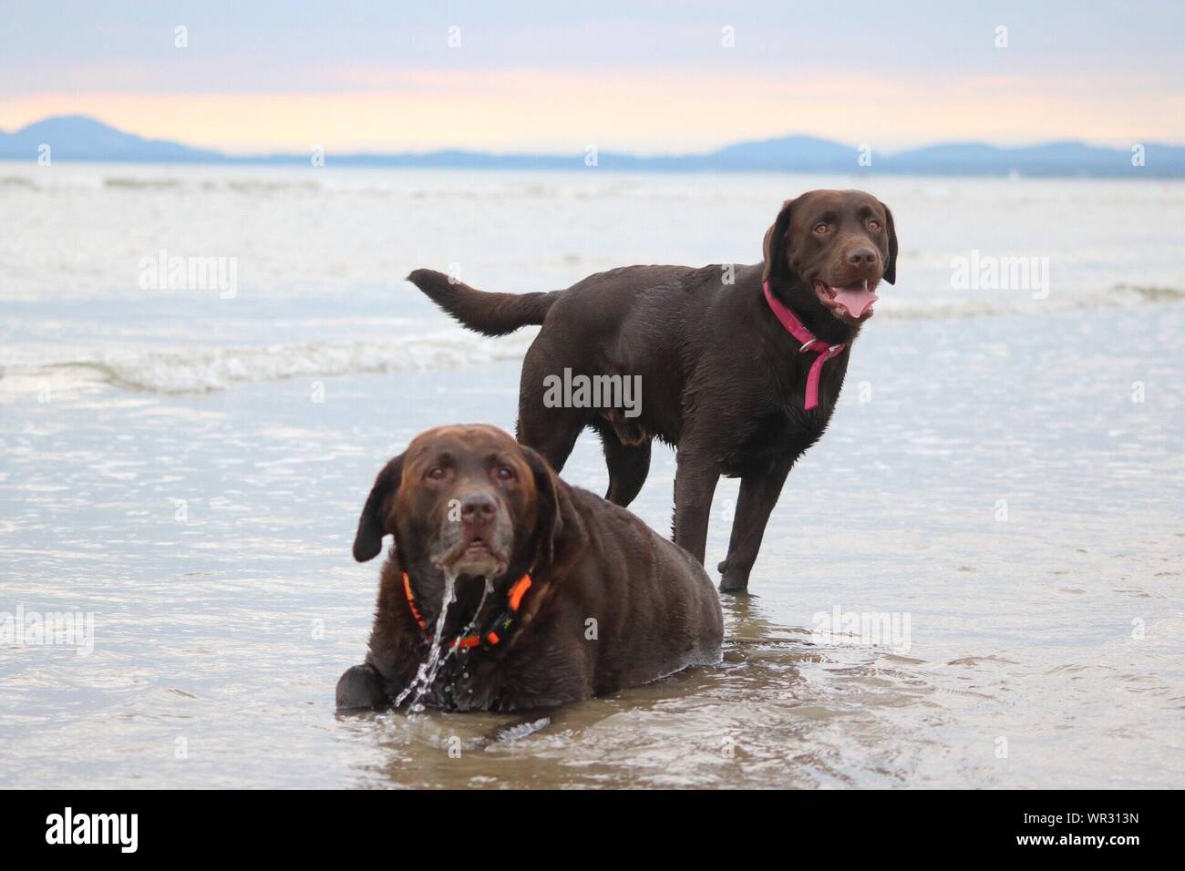 Labrador mouth open hi-res stock photography and images - Alamy
