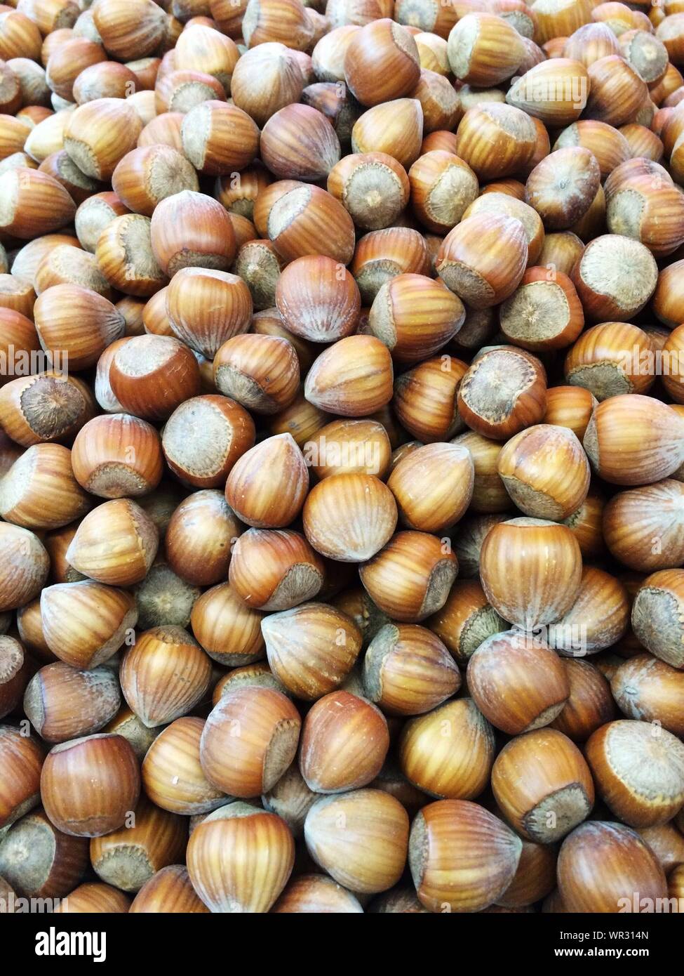 Horse Chestnut Seed High Resolution Stock Photography and Images - Alamy