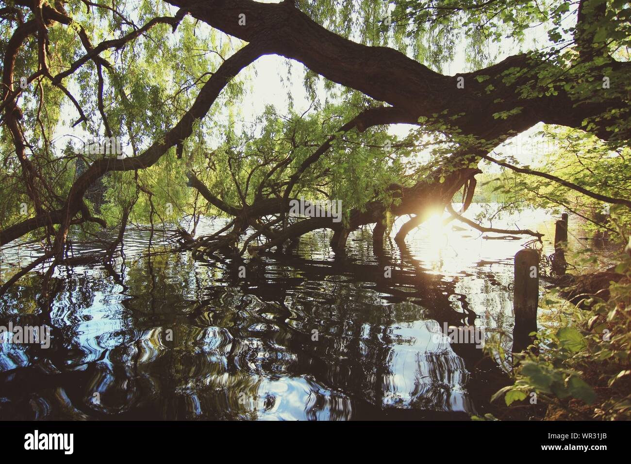 Bending branch hi-res stock photography and images - Alamy