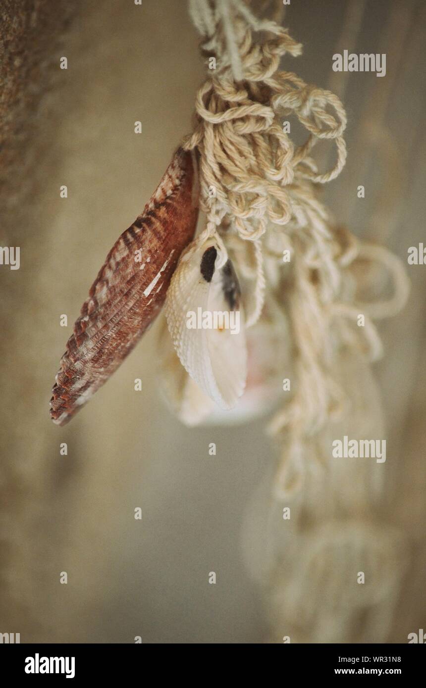 String Of Shells High Resolution Stock Photography and Images - Alamy