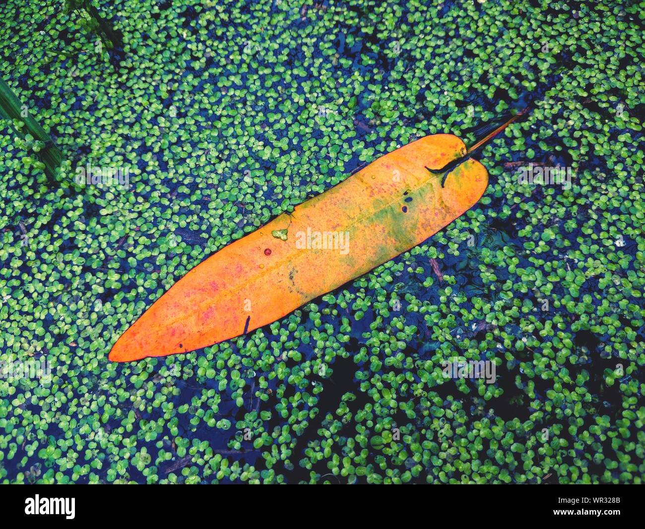 Floating on pond hi-res stock photography and images - Alamy