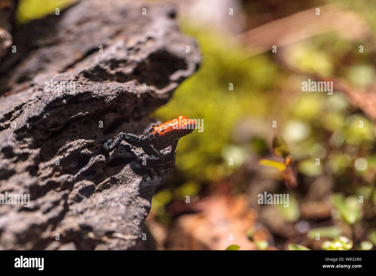 Frog angle hi-res stock photography and images - Alamy