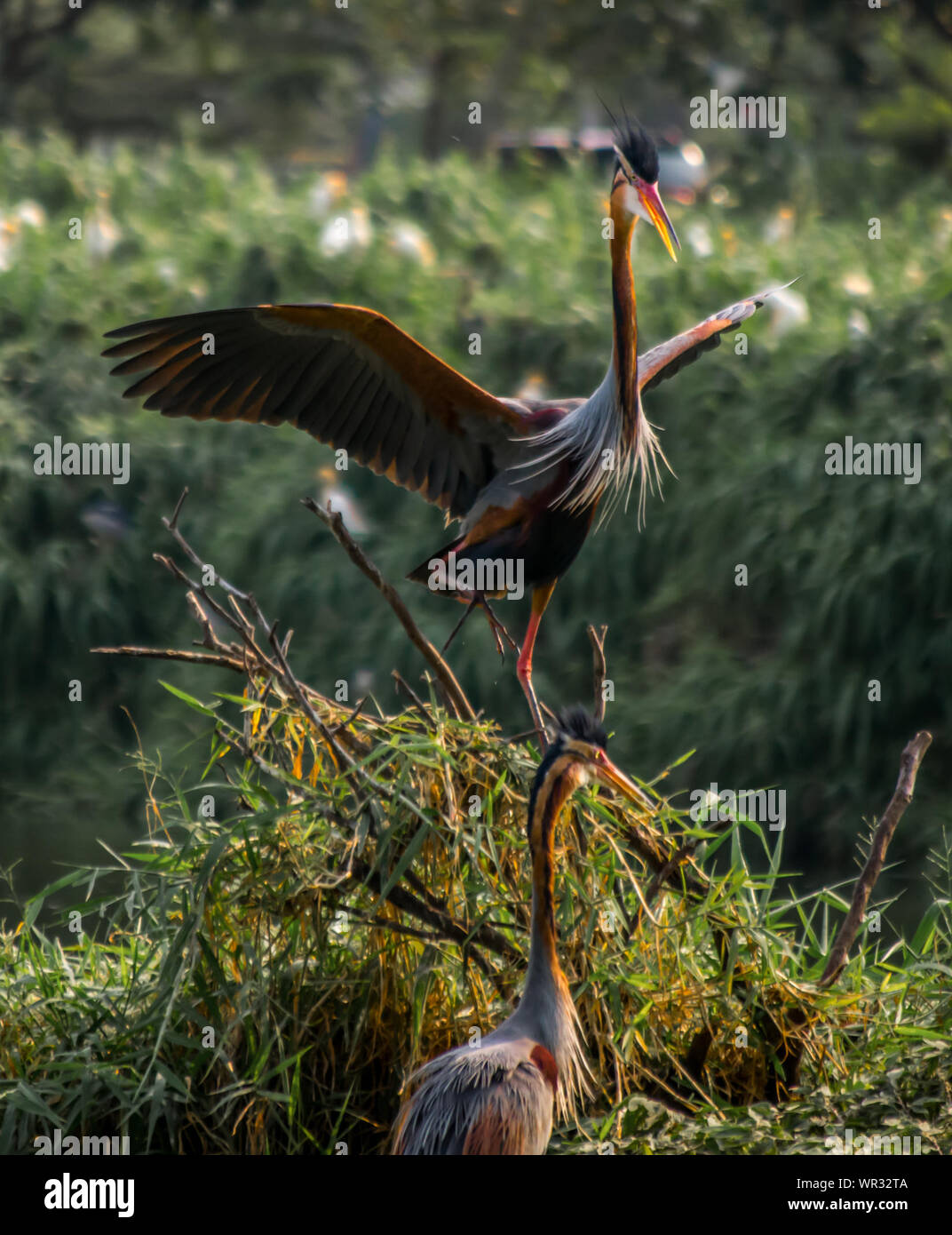 View Of Bird Flapping Wings Stock Photo - Alamy