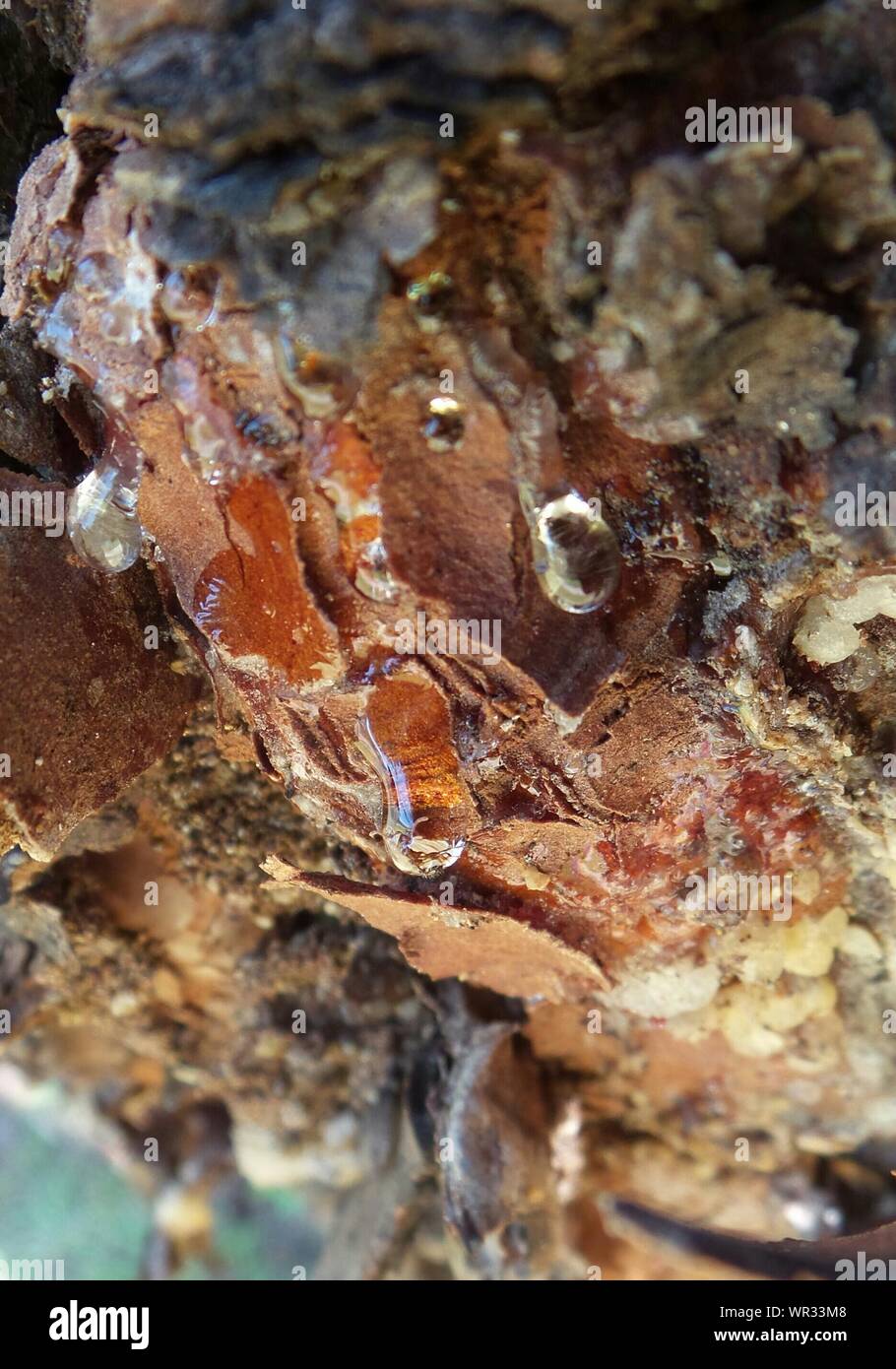 Up close tree sap hi-res stock photography and images - Alamy