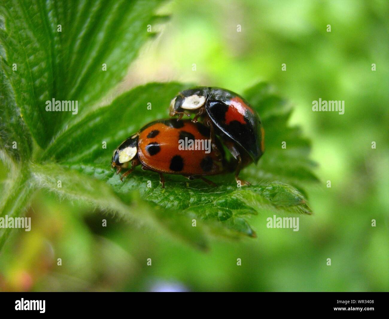 Ladybug mating on leaf hi-res stock photography and images - Alamy
