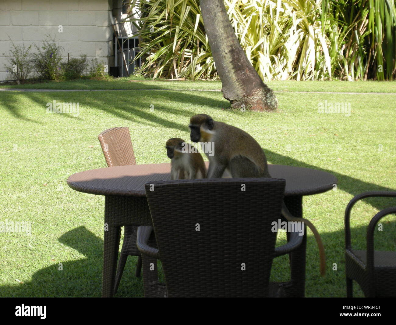 Monkey sitting on chair hi-res stock photography and images - Alamy