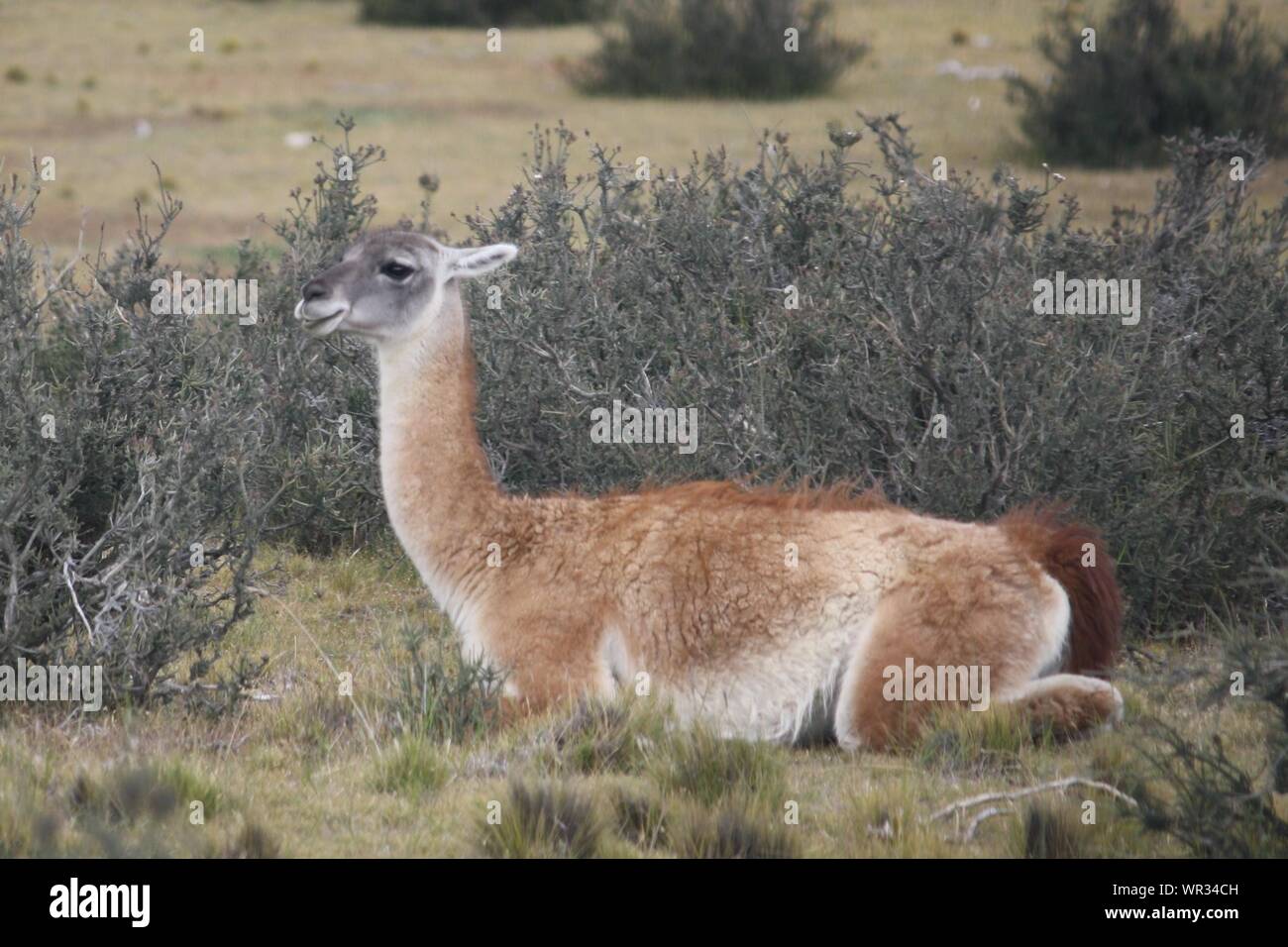 Guanaco Fur High Resolution Stock Photography and Images - Alamy