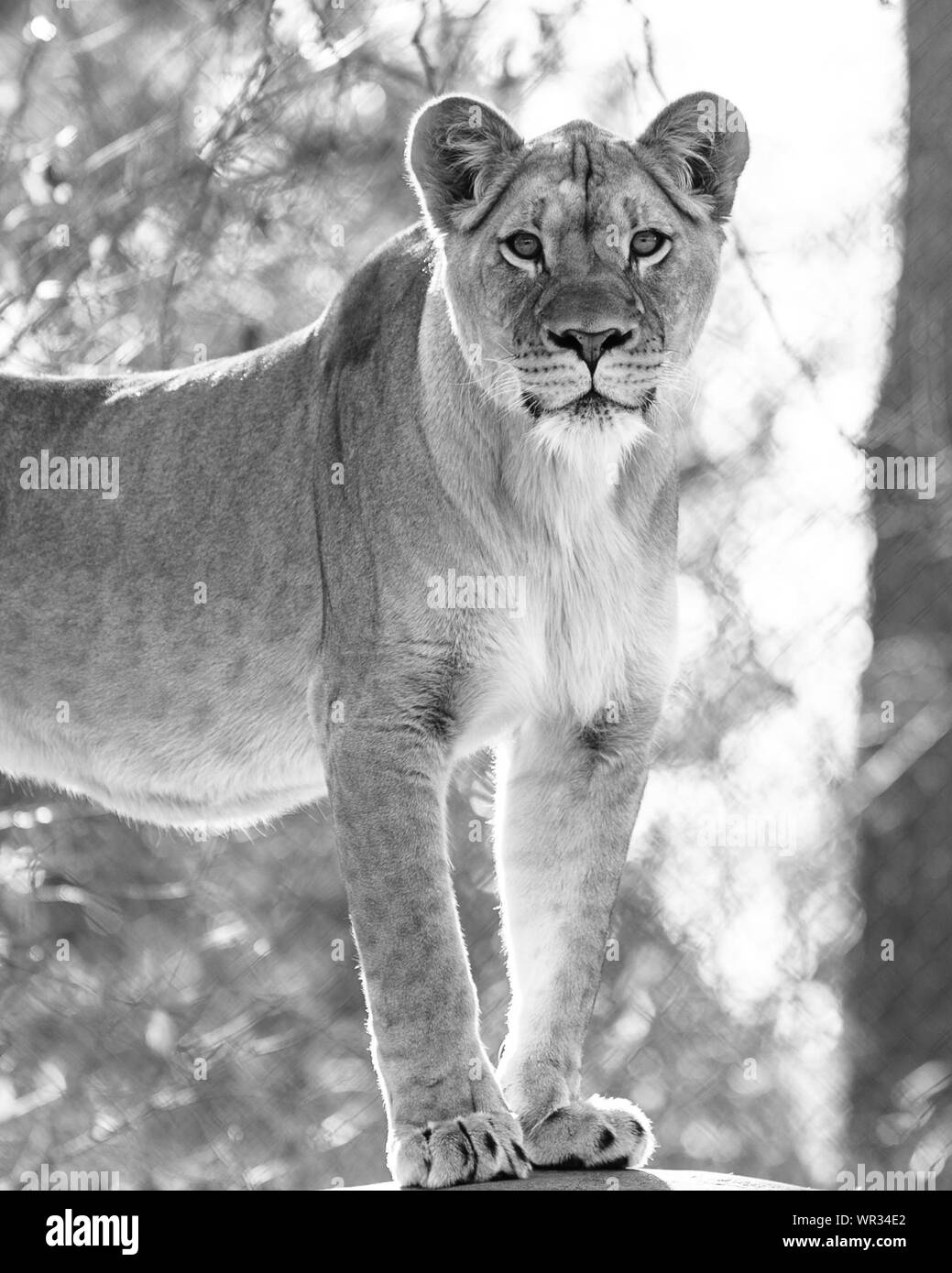 Lioness standing Black and White Stock Photos & Images - Alamy