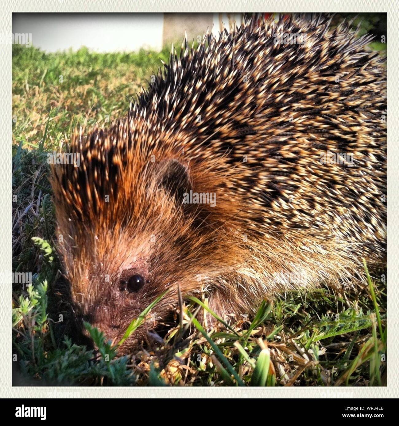 Hedgehog side view hi-res stock photography and images - Alamy