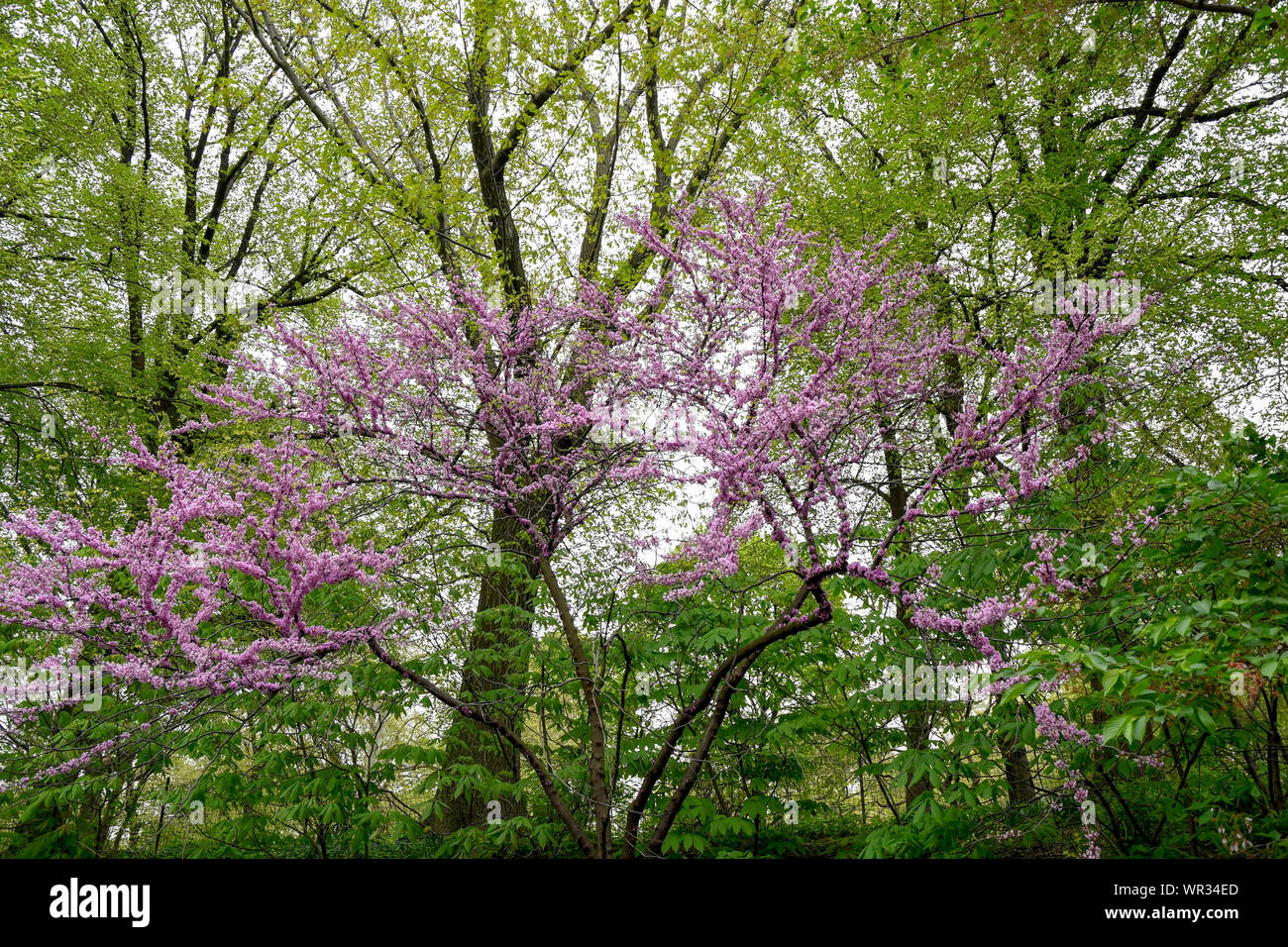 New York city during spring is a wonderful place to be.With its ...