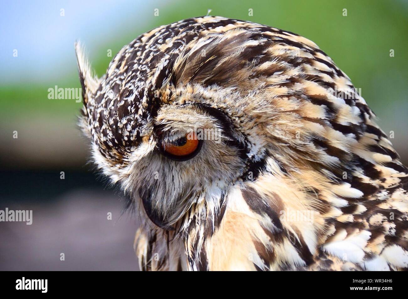 Owl head hi-res stock photography and images - Alamy