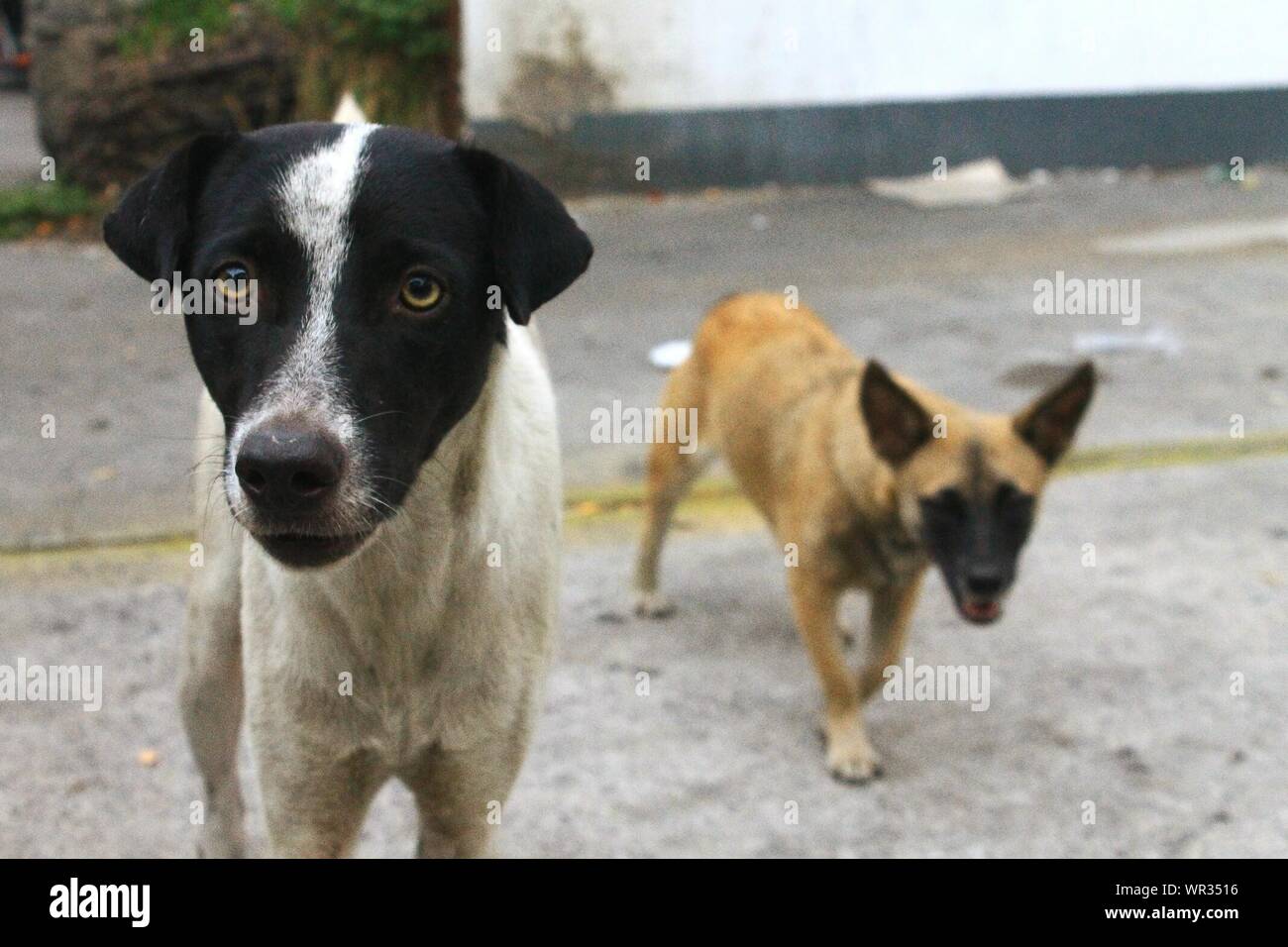 Why Is My Dog Just Standing And Staring