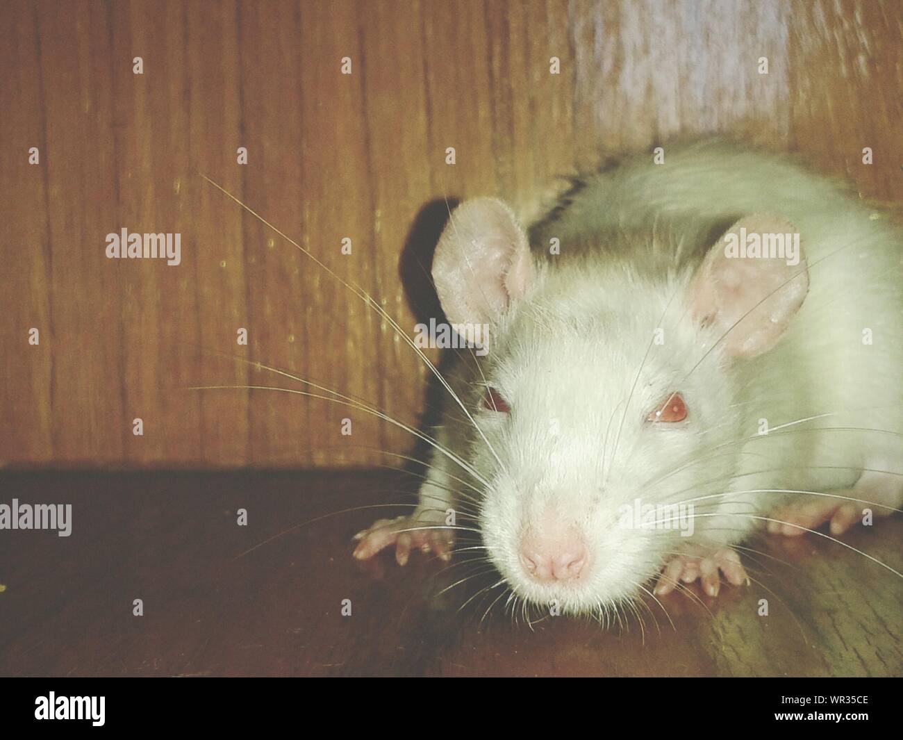 Cute white mouse hi-res stock photography and images - Alamy