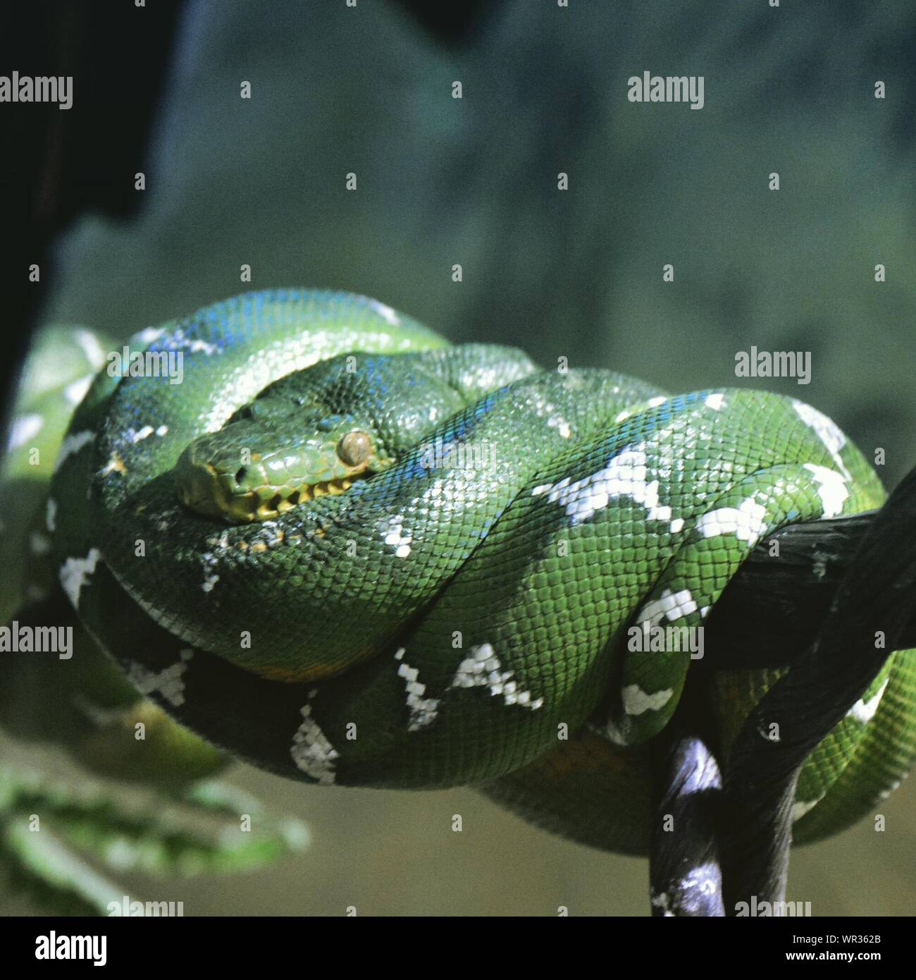 Rolled snake hi-res stock photography and images - Alamy