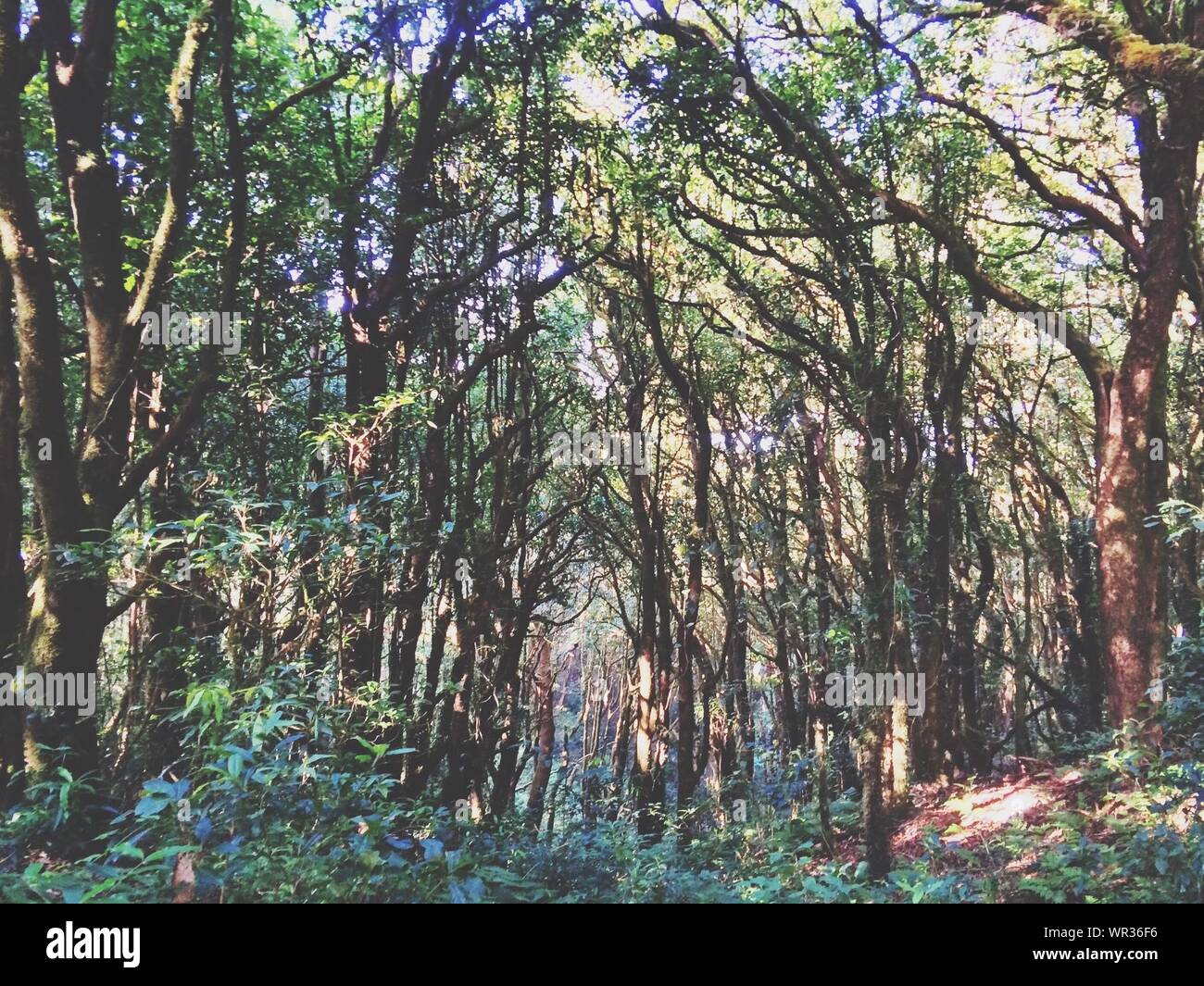 Canopy forest hi-res stock photography and images - Alamy