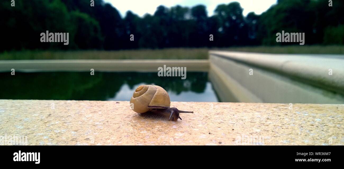 Snail in pond hi-res stock photography and images - Alamy