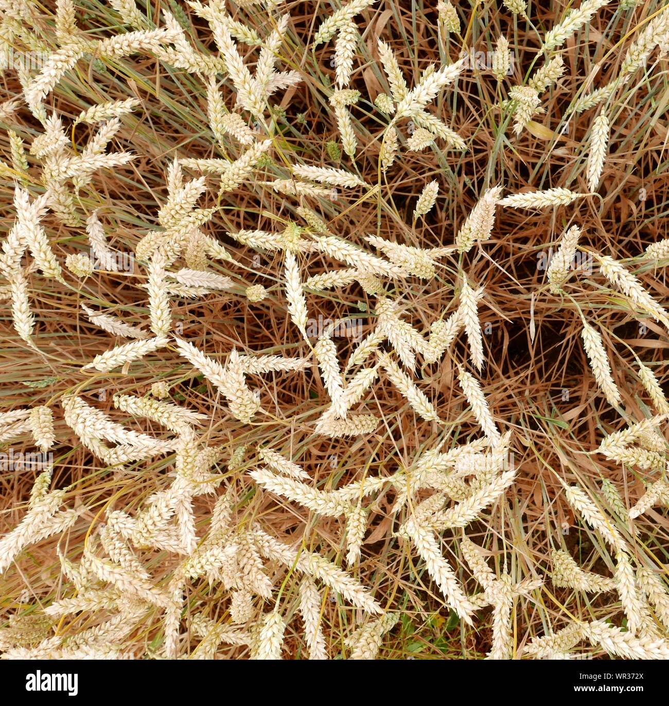 Wheat field above hi-res stock photography and images - Alamy