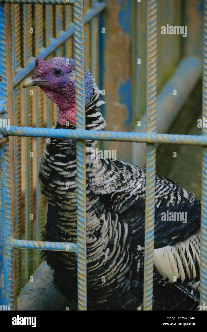Turkey in cage hi-res stock photography and images - Alamy