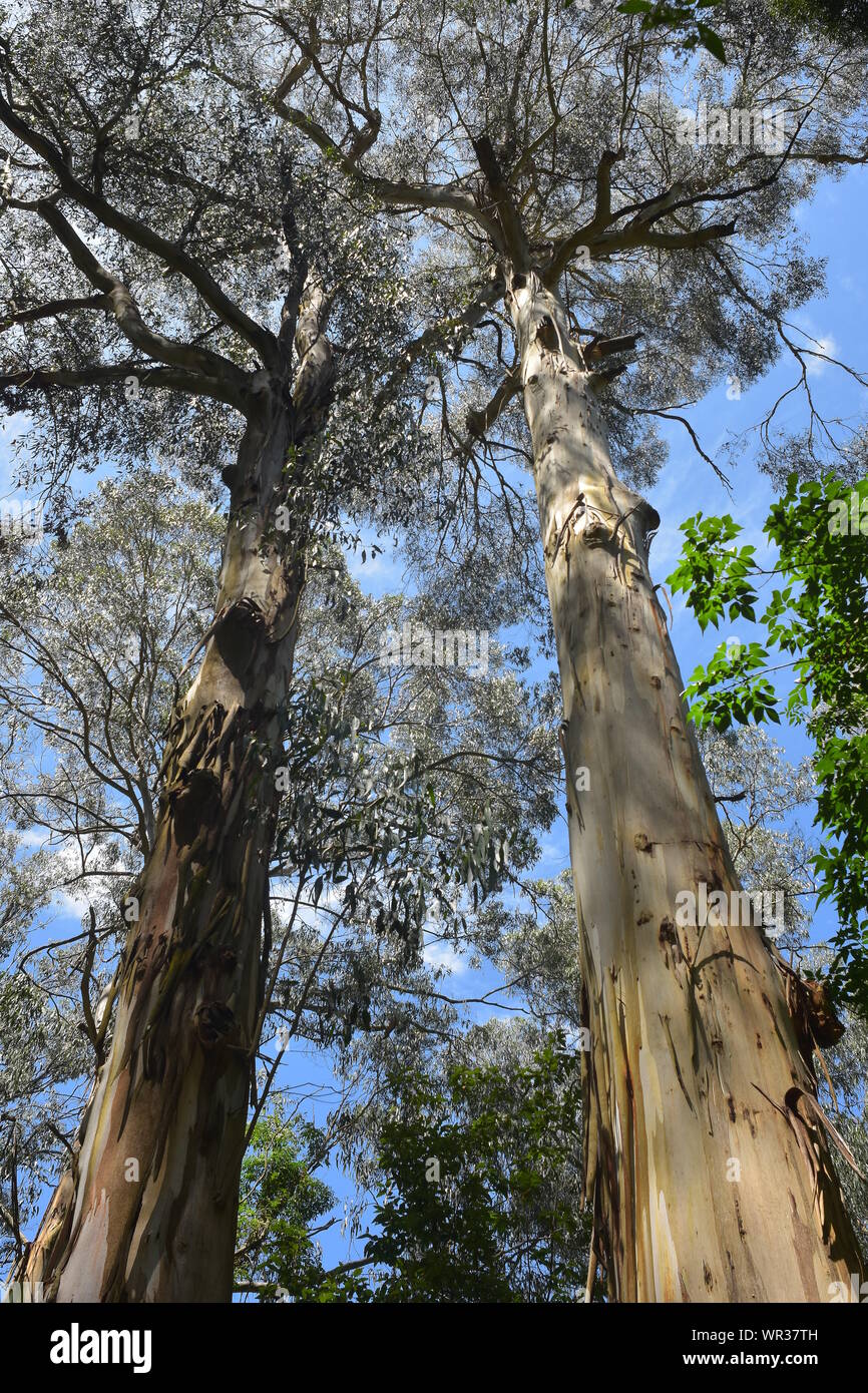 Tall straight trunks trees in hi-res stock photography and images - Alamy