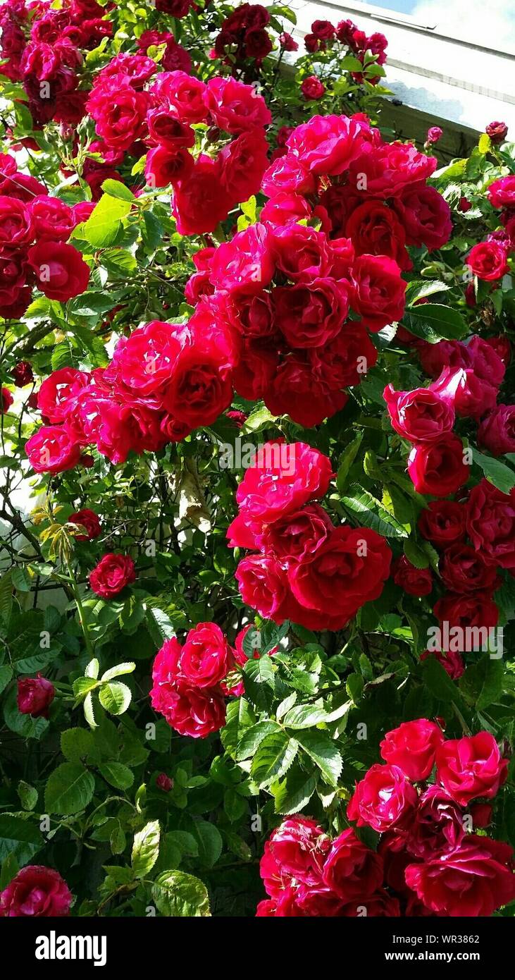Roses bush hi-res stock photography and images - Alamy