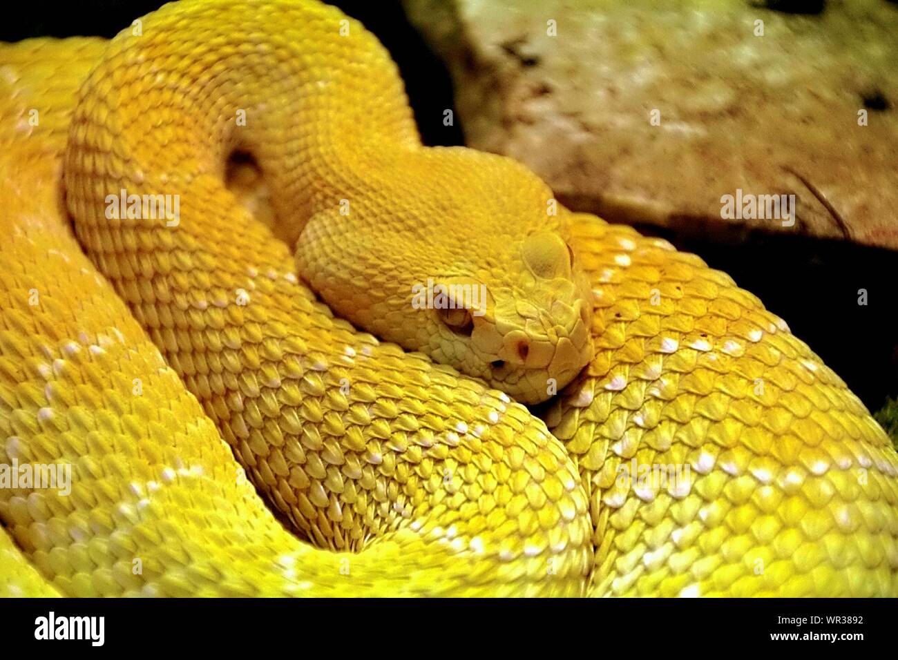 Yellow viper hi-res stock photography and images - Alamy