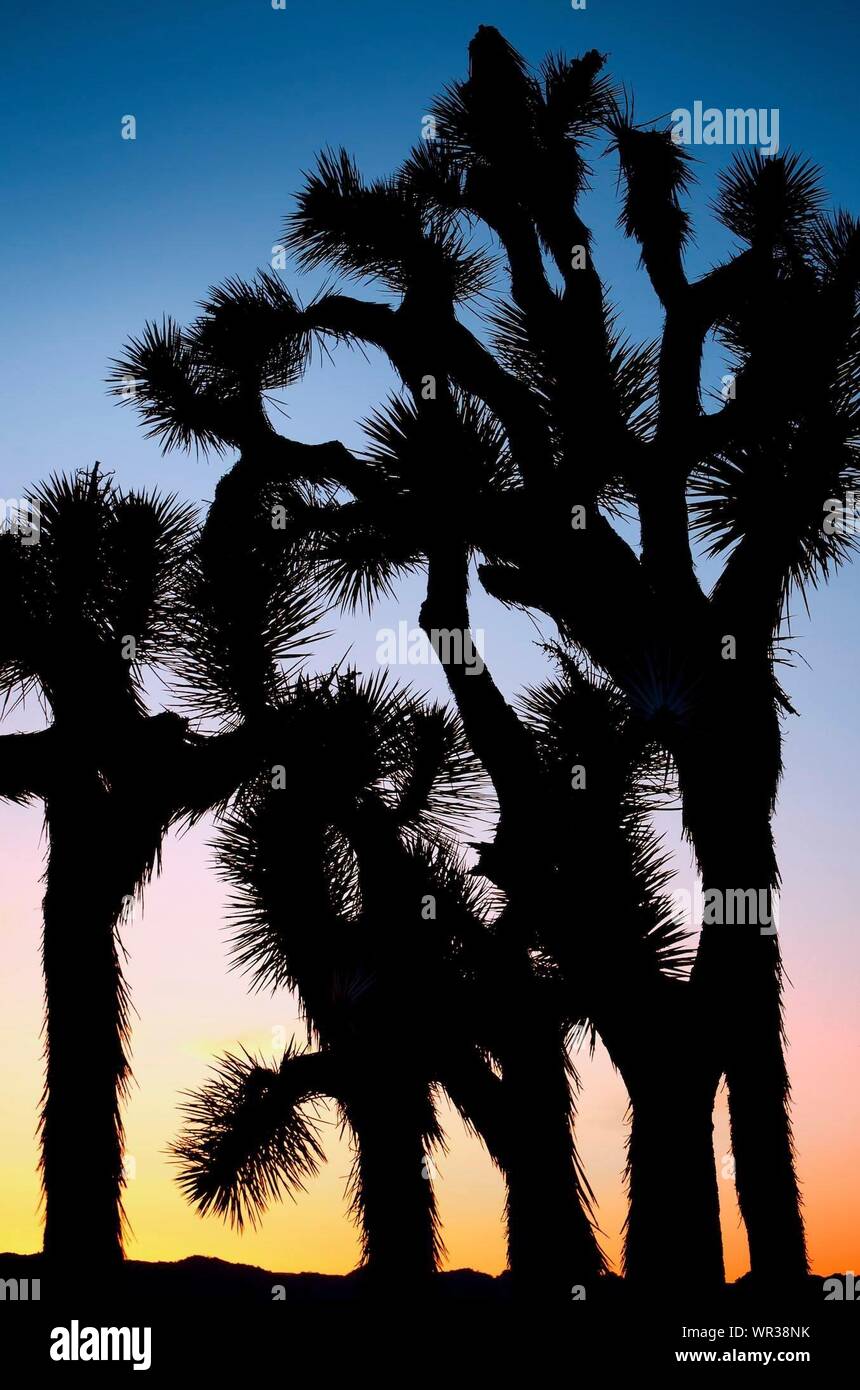 Joshua tree silhouette silhouette joshua hi-res stock photography and ...