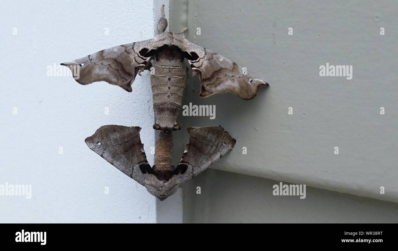 White moths mating hi-res stock photography and images - Alamy
