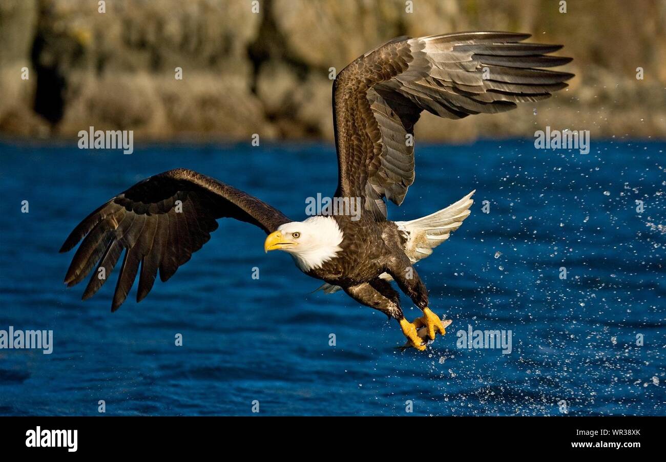 Bald eagle flying over water hi-res stock photography and images - Alamy